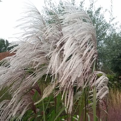 Miscanthus - D.G. Kwekerij